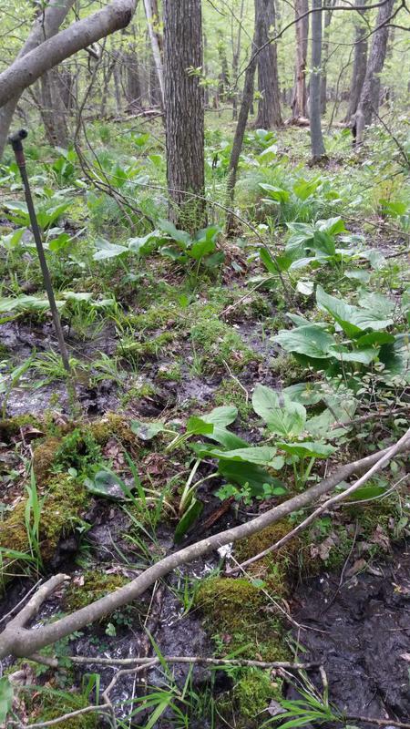 Freshwater Wetlands Protection and What It Means to You and the ...